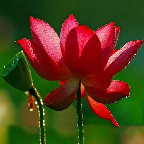 Nelumbo nucifera Red | Sacred Red Lotus | 5 Seeds