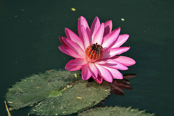 Nymphaea rubra | Red Water Lily | 10 Seeds