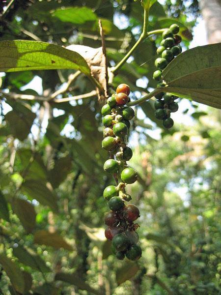 Piper nigrum | Black Pepper | 20 Seeds