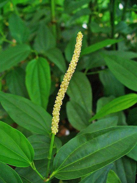 Piper nigrum | Black Pepper | 20 Seeds