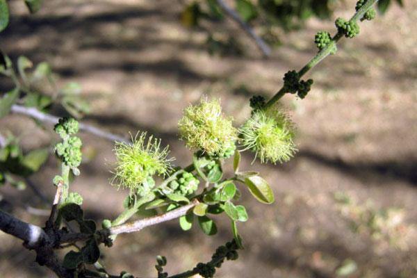 Pithecellobium dulce | Manilla Tamarind | 5 Seeds