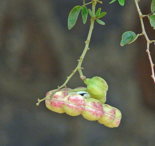 Pithecellobium dulce | Manilla Tamarind | 5 Seeds