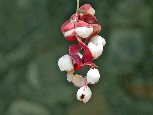 Pithecellobium dulce | Manilla Tamarind | 5 Seeds