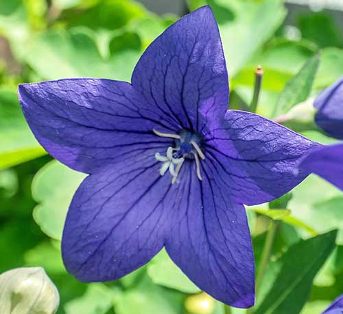Platycodon grandiflorus | Blue Balloon Flower | 10 Seeds