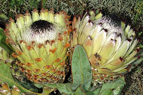 Protea magnifica | Queen Protea | 5 Seeds