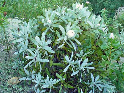 Protea magnifica | Queen Protea | 5 Seeds