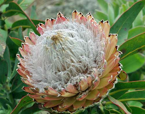 Protea magnifica | Queen Protea | 5 Seeds