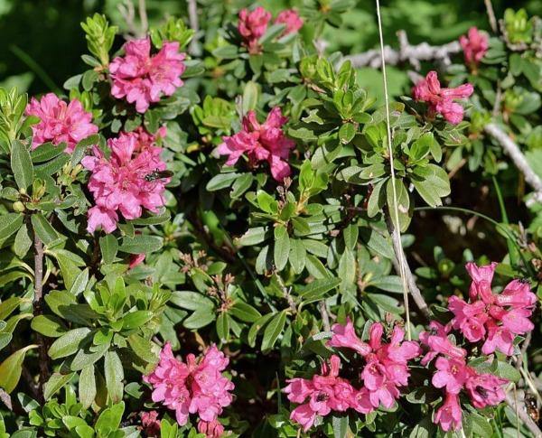 Rhododendron ferrugineum | Dwarf Alpenrose | 20 Seeds