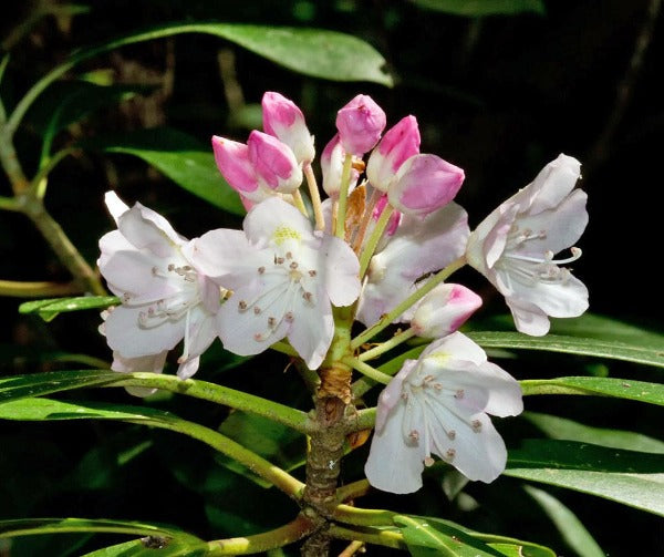 Rhododendron maximum | Rosebay Rhododendron | 1000 Seeds