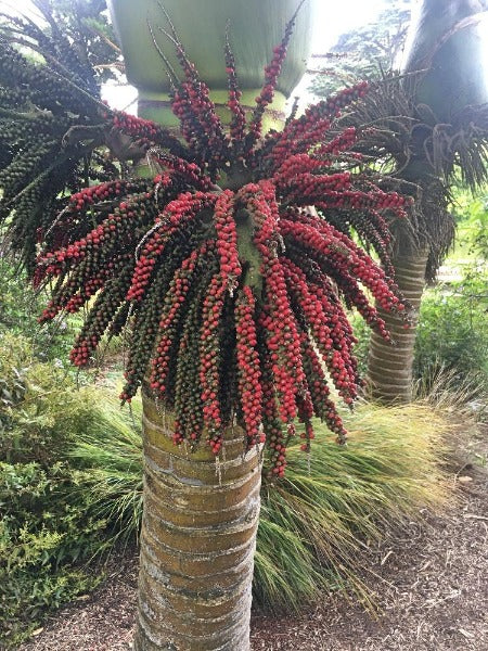 Rhopalostylis sapida | Nikau Palm | 10 Seeds