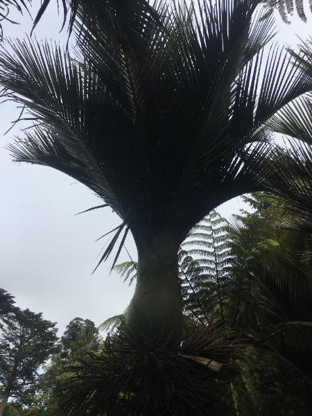 Rhopalostylis sapida | Nikau Palm | 10 Seeds