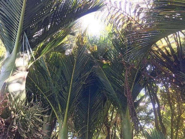Rhopalostylis sapida | Nikau Palm | 10 Seeds