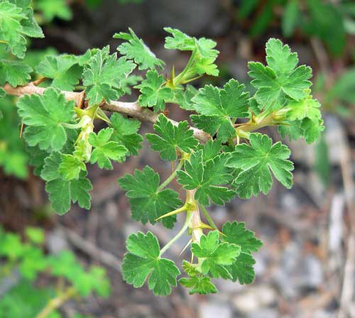 Ribes montigenum | Mountain Gooseberry | 10 Seeds