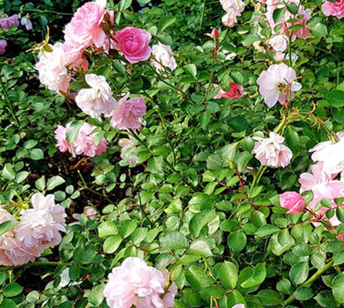 Rosa chinensis | Chinese Rose | 10 Seeds
