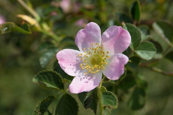 Rosa eglantaria | Sweetbriar Rose | 100 Seeds