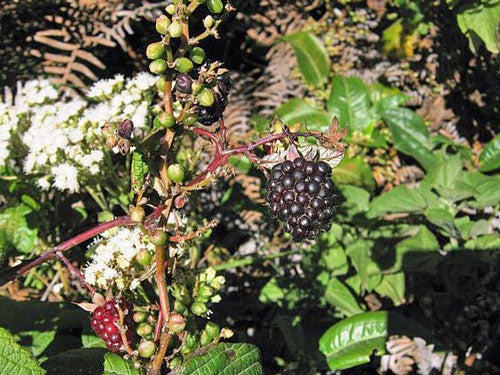 Rubus glaucus | Andean Raspberry | 50 Seeds