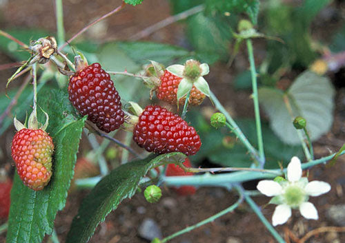 Rubus glaucus | Andean Raspberry | 50 Seeds