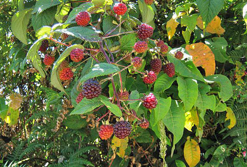 Rubus glaucus | Andean Raspberry | 50 Seeds