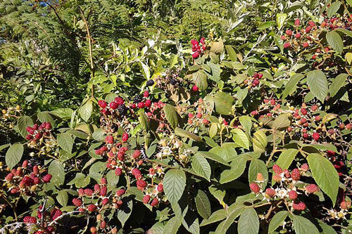 Rubus glaucus | Andean Raspberry | 50 Seeds