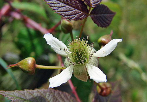Rubus glaucus | Andean Raspberry | 50 Seeds