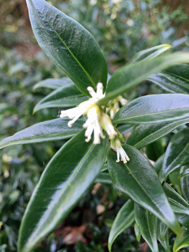 Sarcococca ruscifolia | Fragrant Sweet Box | 5 Seeds
