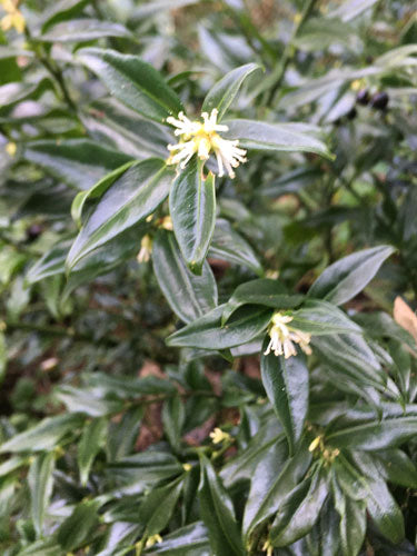 Sarcococca ruscifolia | Fragrant Sweet Box | 5 Seeds