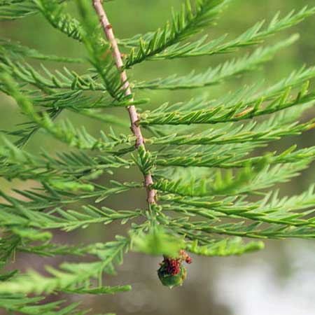 Taxodium distichum var. distichum | Northern Bald Cypress | 25 Seeds