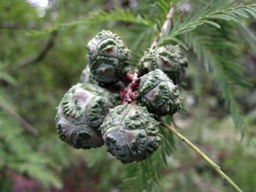 Taxodium distichum var. distichum | Northern Bald Cypress | 25 Seeds