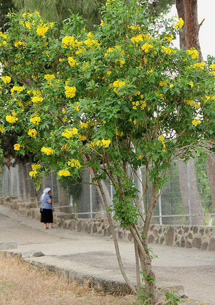 Tecoma stans | Yellow Bells | 10 Seeds
