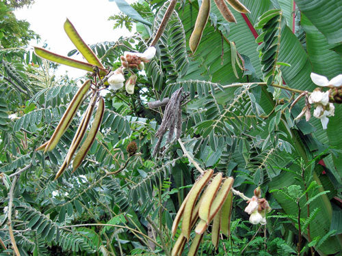 Tephrosia candida | White Tephrosia | 10 Seeds