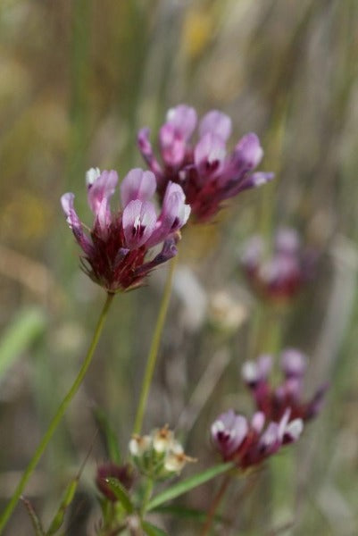 Trifolium willdenovii | Tomcat Clover | 5 Seeds