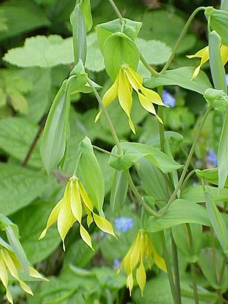Uvularia grandiflora | Large-Flowered Bellwort | 5 Seeds