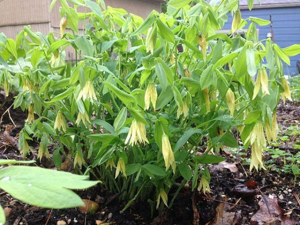Uvularia grandiflora | Large-Flowered Bellwort | 5 Seeds