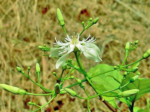 Wrightia tinctoria | Pala Indigo Plant | 50 Seeds