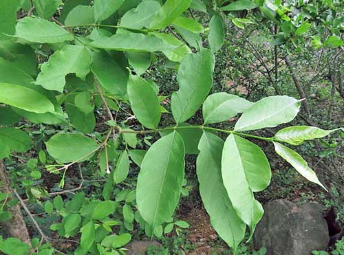 Wrightia tinctoria | Pala Indigo Plant | 50 Seeds