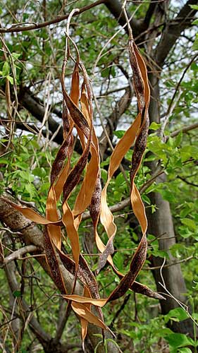 Wrightia tinctoria | Pala Indigo Plant | 50 Seeds