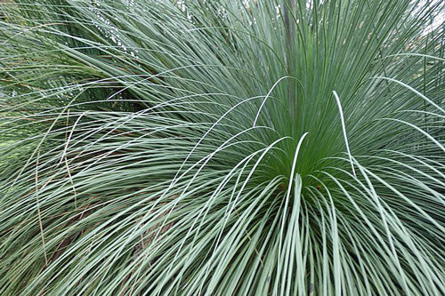 Xanthorrhoea preissii | Western Australian Grass Tree | 10 Seeds