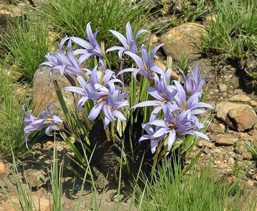 Xerophyta retinervis | Black Stick Lily | 20 Seeds